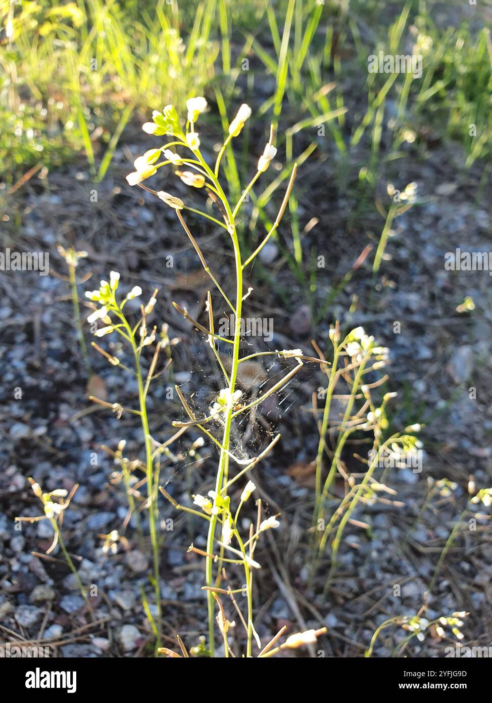 mouse-ear cress (Arabidopsis thaliana Stock Photo - Alamy