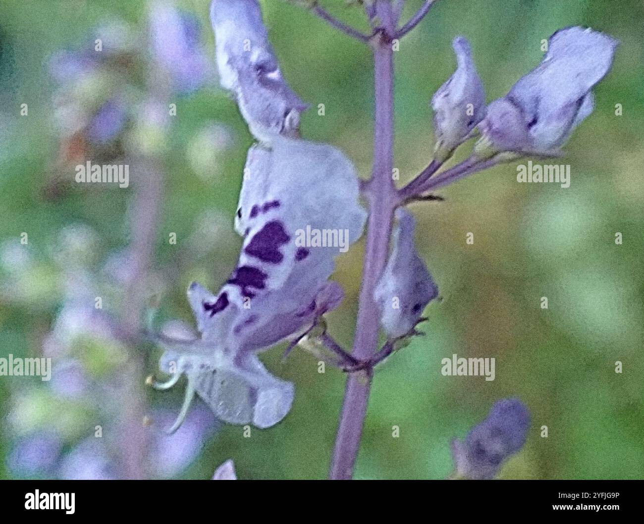 pink fly bush (Plectranthus fruticosus Stock Photo - Alamy