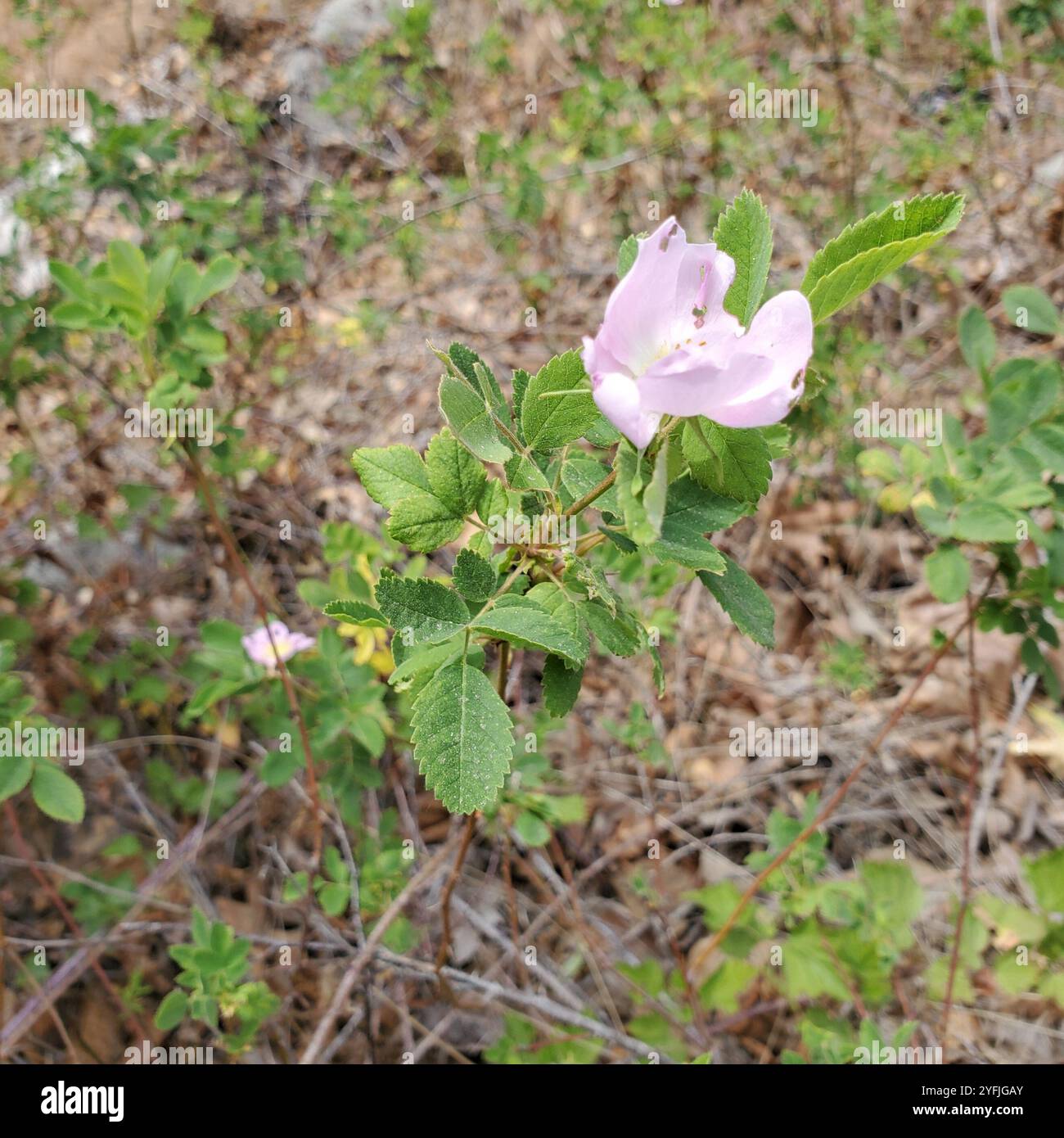 California Wild Rose (Rosa californica Stock Photo - Alamy