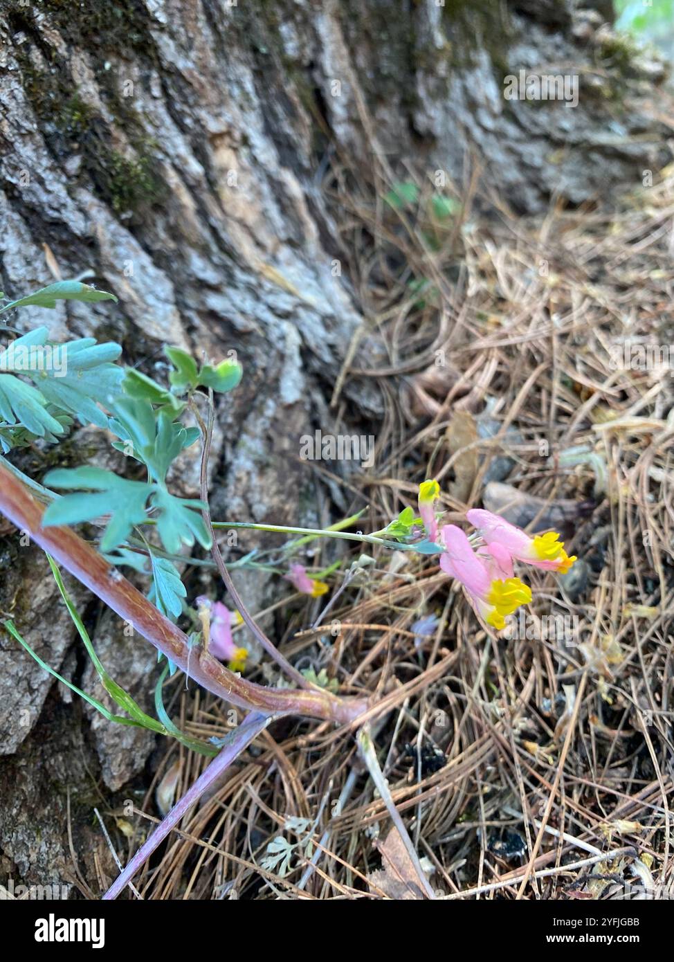 Capnoides sempervirens hi-res stock photography and images - Alamy