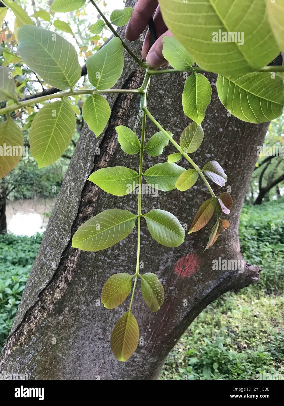 Persian walnut (Juglans regia Stock Photo - Alamy