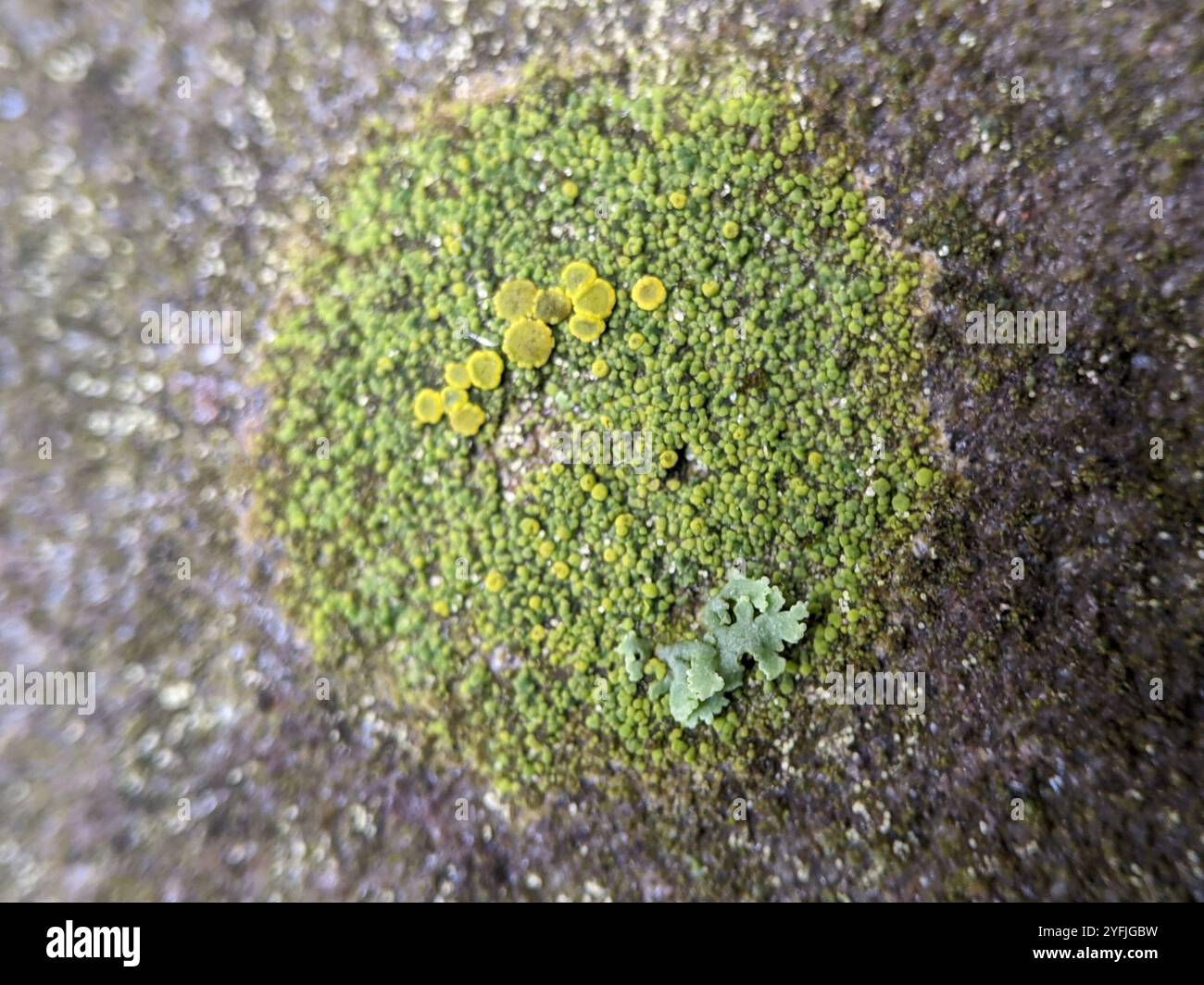 common lichens (Lecanoromycetes Stock Photo - Alamy