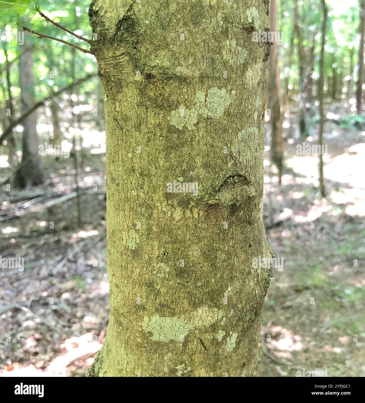 chalk maple (Acer leucoderme Stock Photo - Alamy