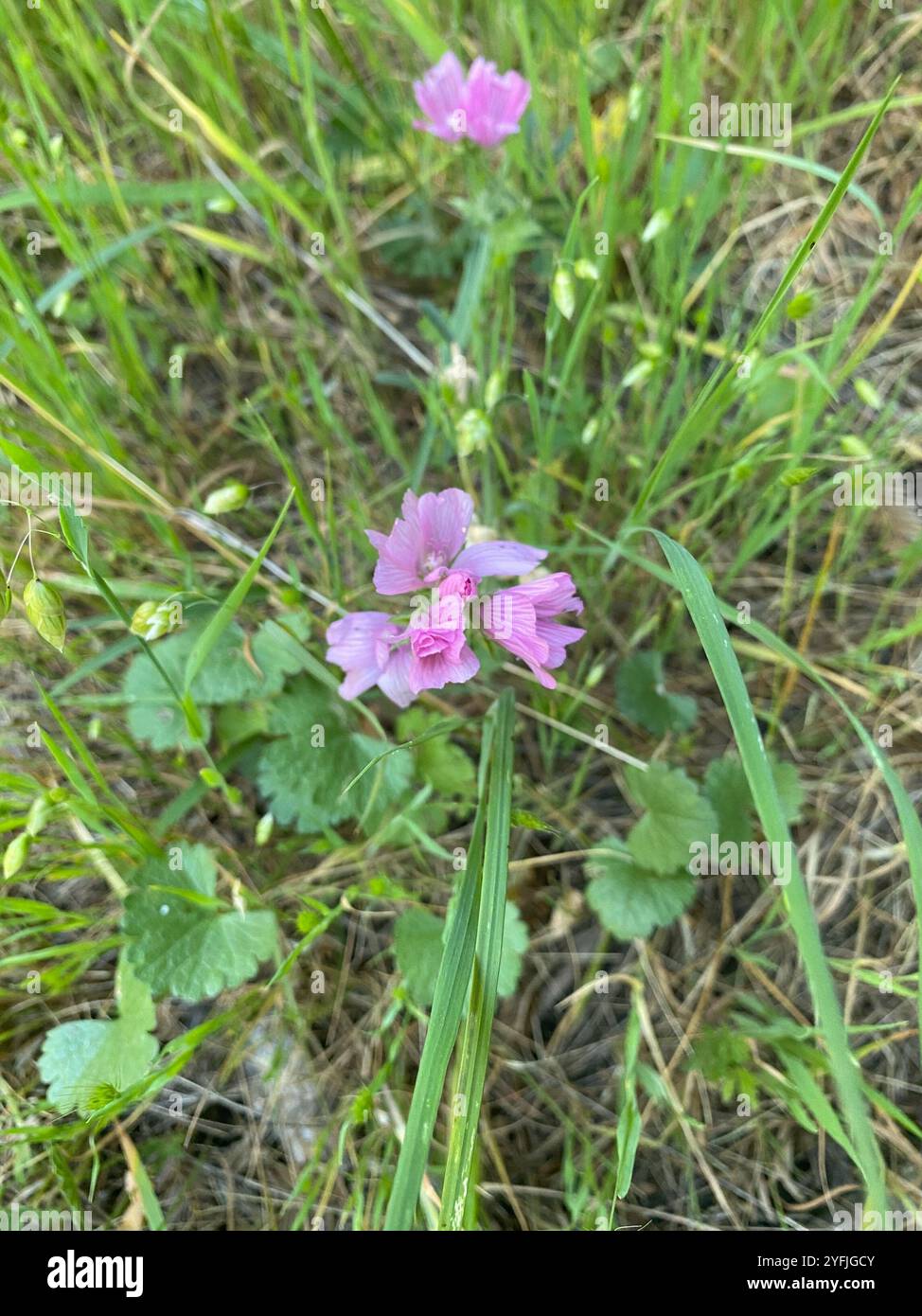 checkerbloom (Sidalcea malviflora Stock Photo - Alamy