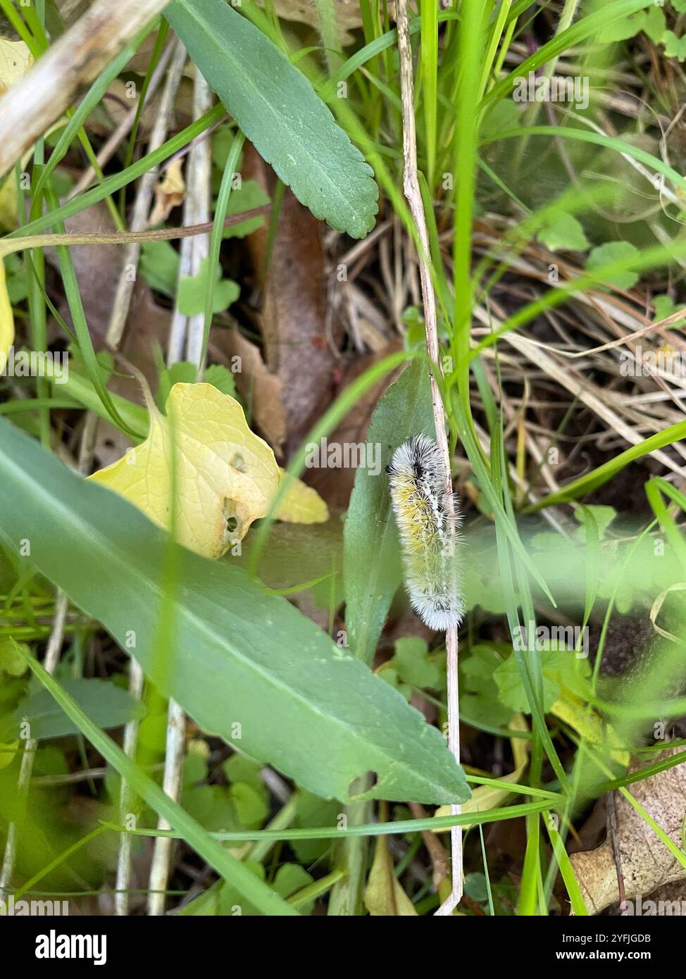 Virginia Ctenucha Moth (Ctenucha virginica Stock Photo - Alamy