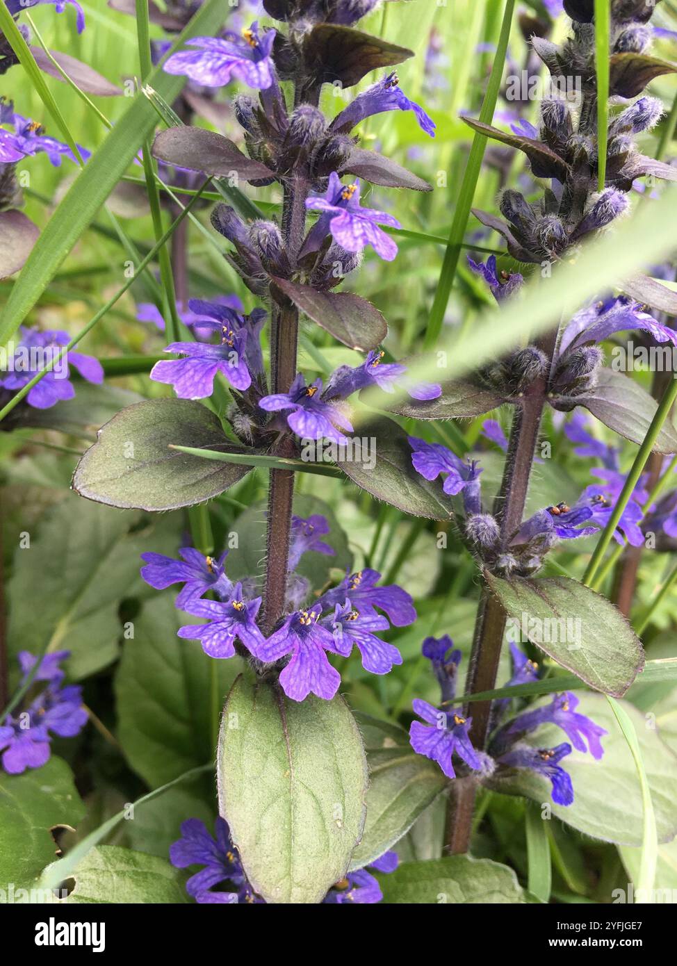 carpet bugle (Ajuga reptans Stock Photo - Alamy