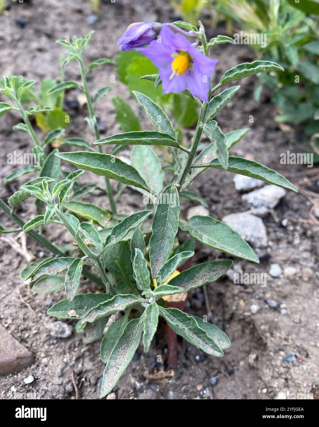 bluewitch nightshade (Solanum umbelliferum Stock Photo - Alamy