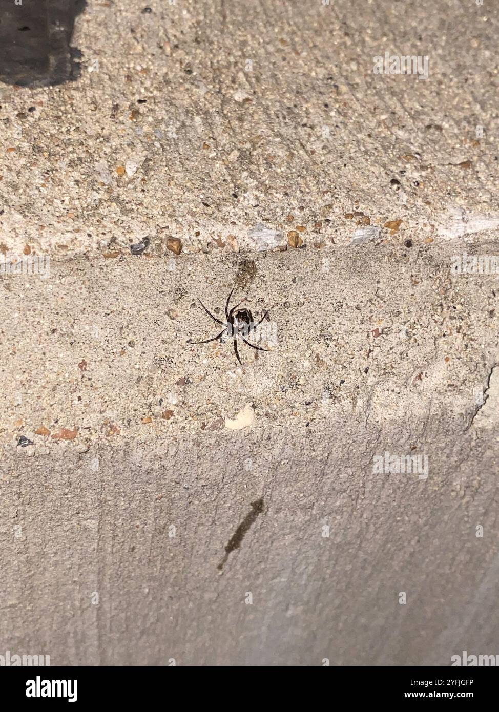 Typical Spiders (Araneomorphae Stock Photo - Alamy