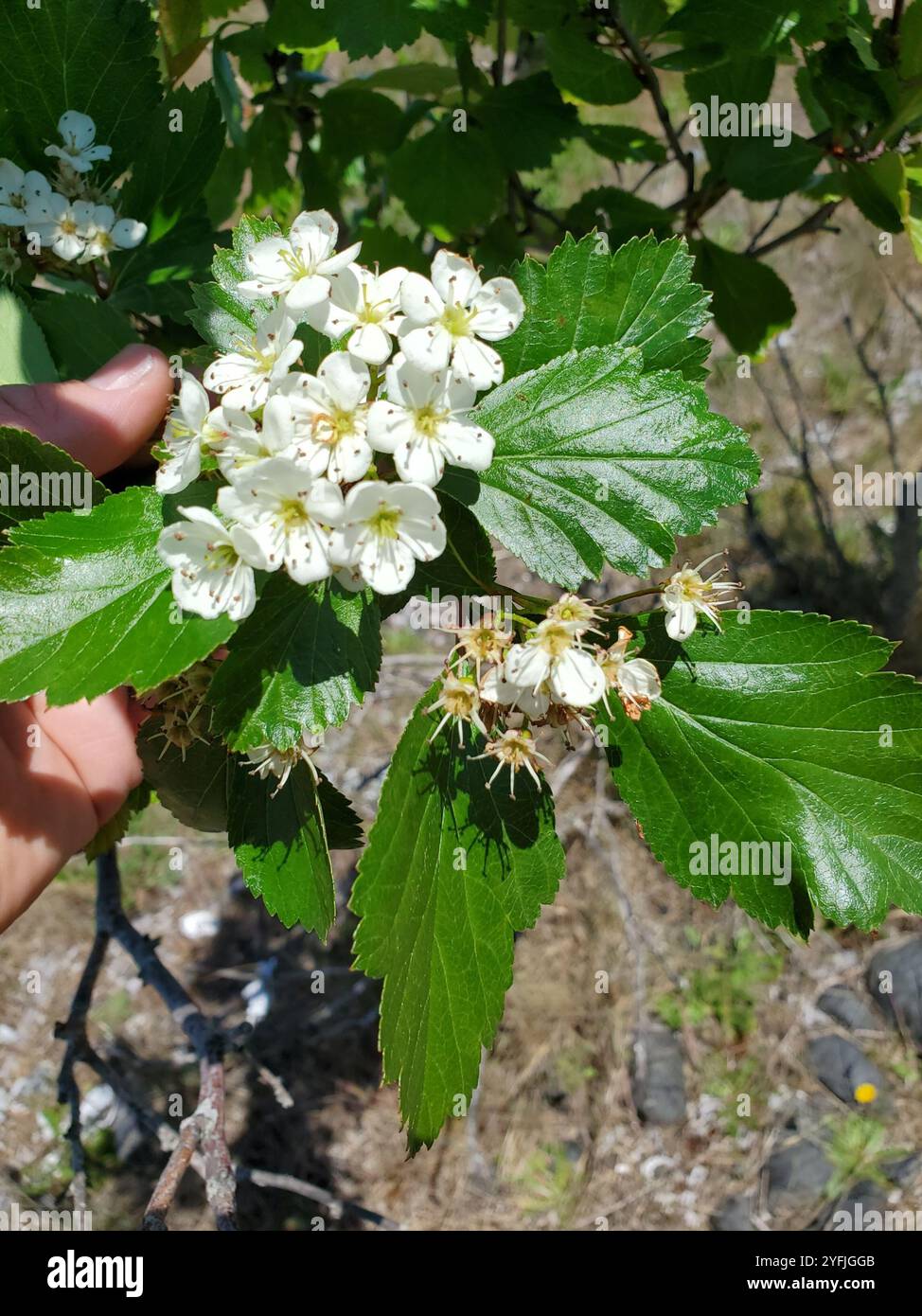 Black Hawthorn (Crataegus douglasii Stock Photo - Alamy