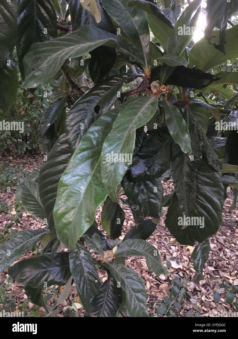 wax trees and shrubs (Myricaceae Stock Photo - Alamy