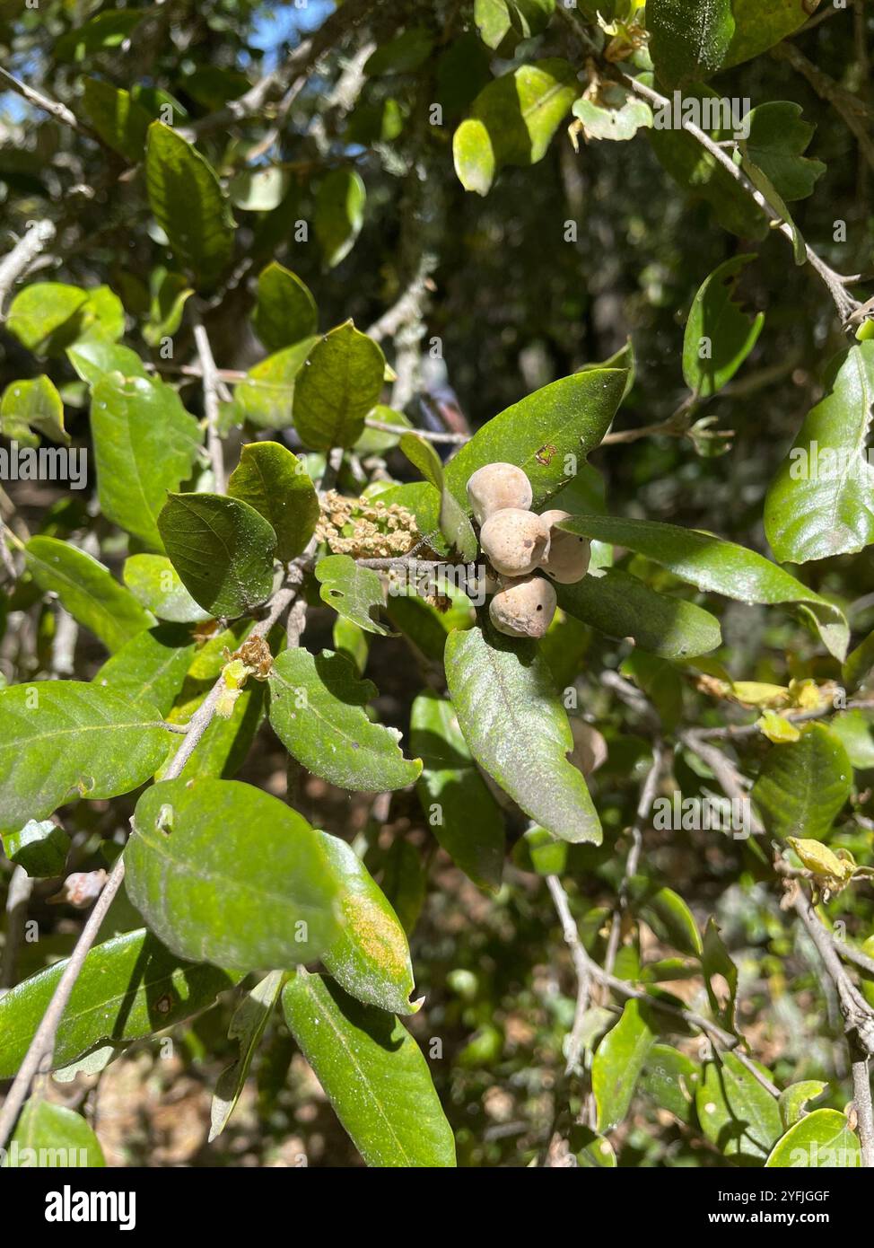 canyon live oak (Quercus chrysolepis Stock Photo - Alamy