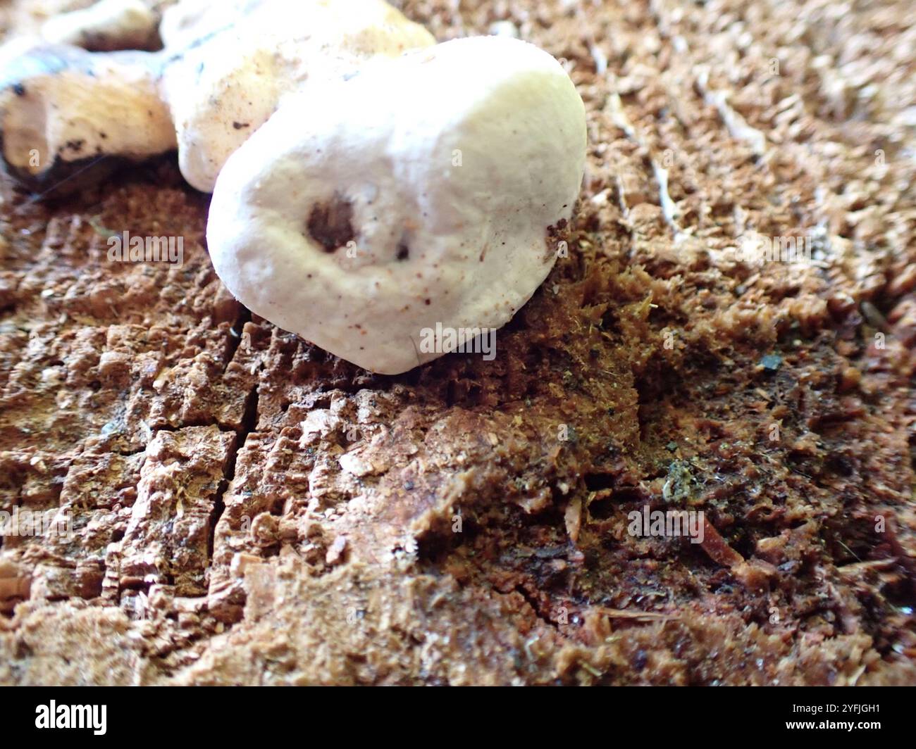 shelf fungi (Polyporales Stock Photo - Alamy