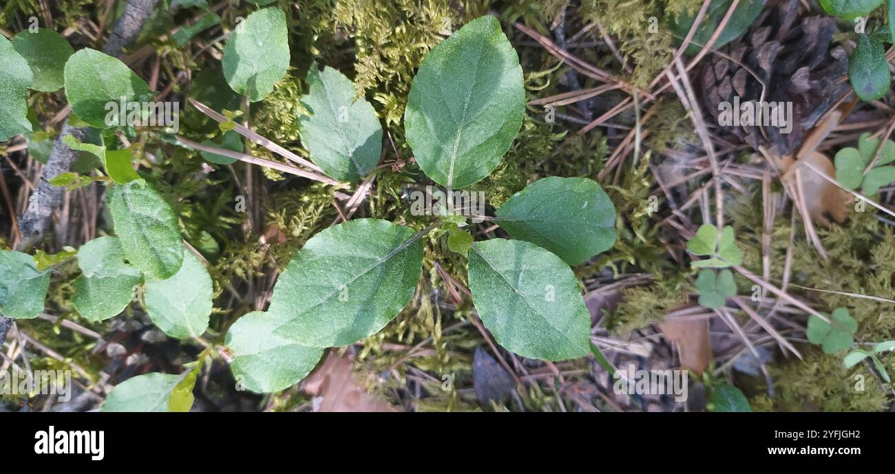 one-sided wintergreen (Orthilia secunda Stock Photo - Alamy