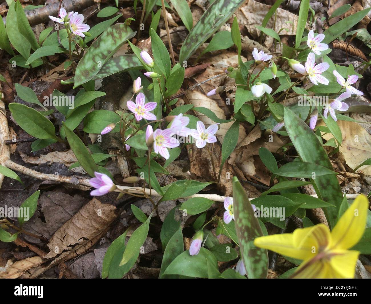 Carolina Springbeauty (Claytonia caroliniana Stock Photo - Alamy