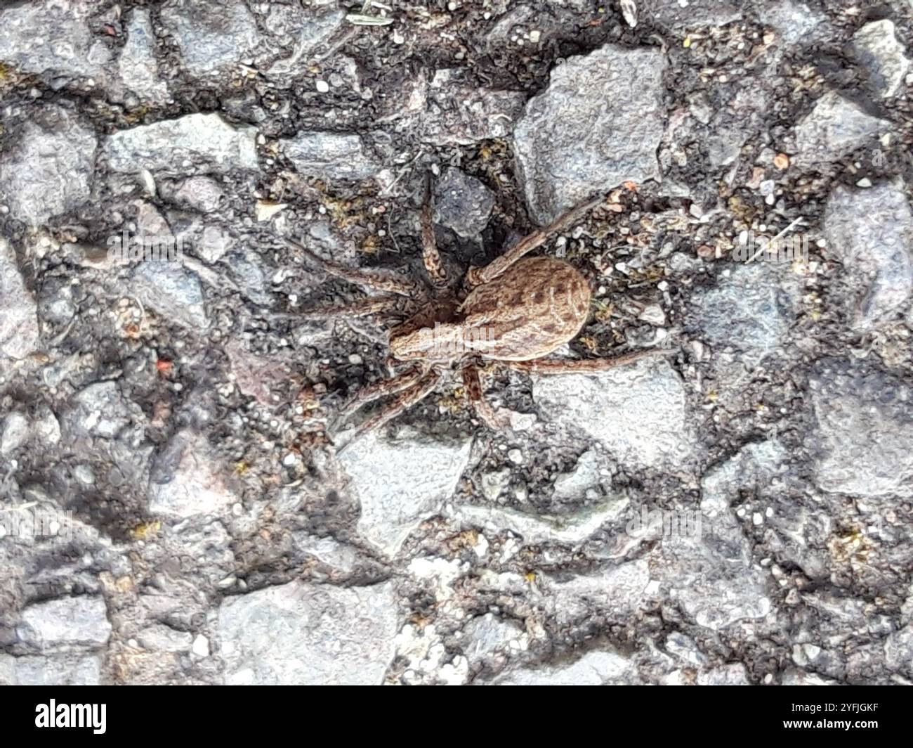 Fox Spiders (Alopecosa Stock Photo - Alamy
