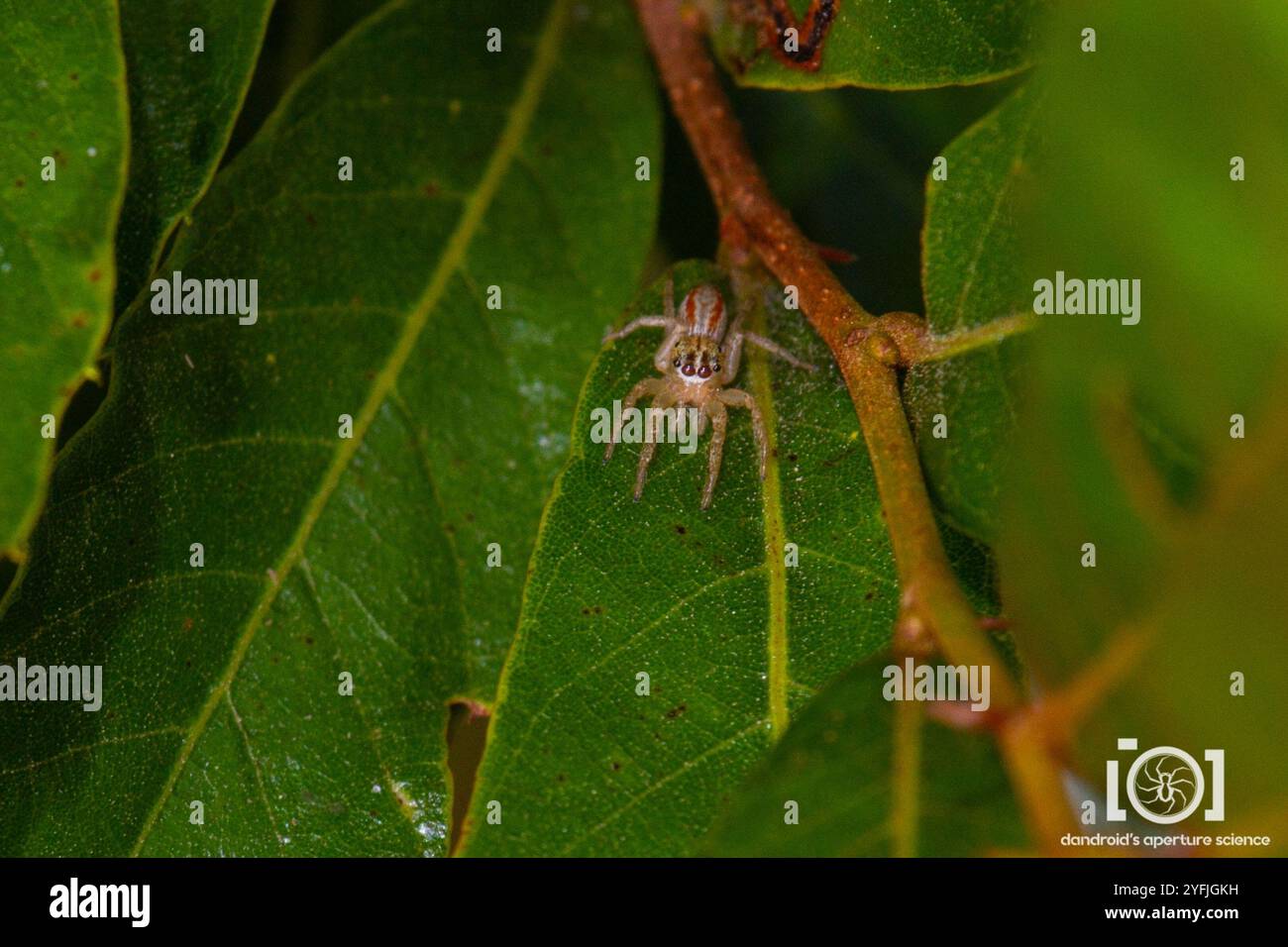 Dimorphic Jumping Spider (Maevia inclemens Stock Photo - Alamy