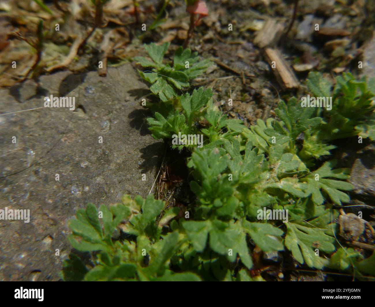 Field Parsley Piert (Alchemilla arvensis Stock Photo - Alamy