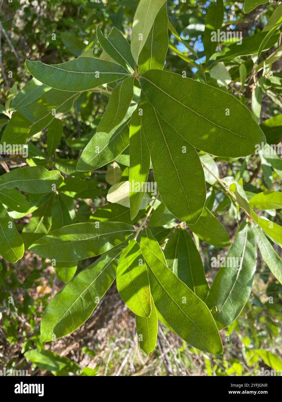 Quercus incana hi-res stock photography and images - Alamy