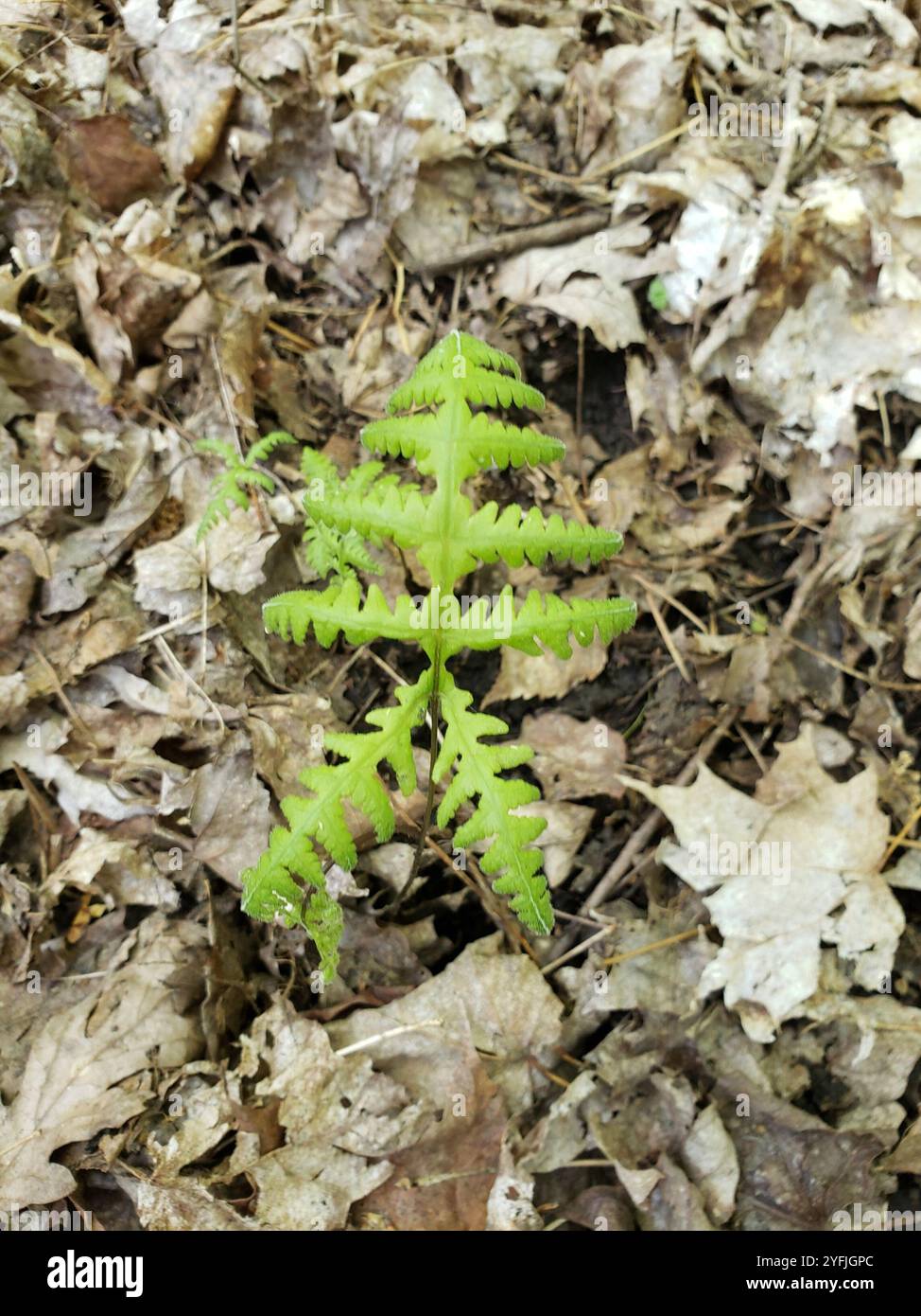 broad beech fern (Phegopteris hexagonoptera Stock Photo - Alamy