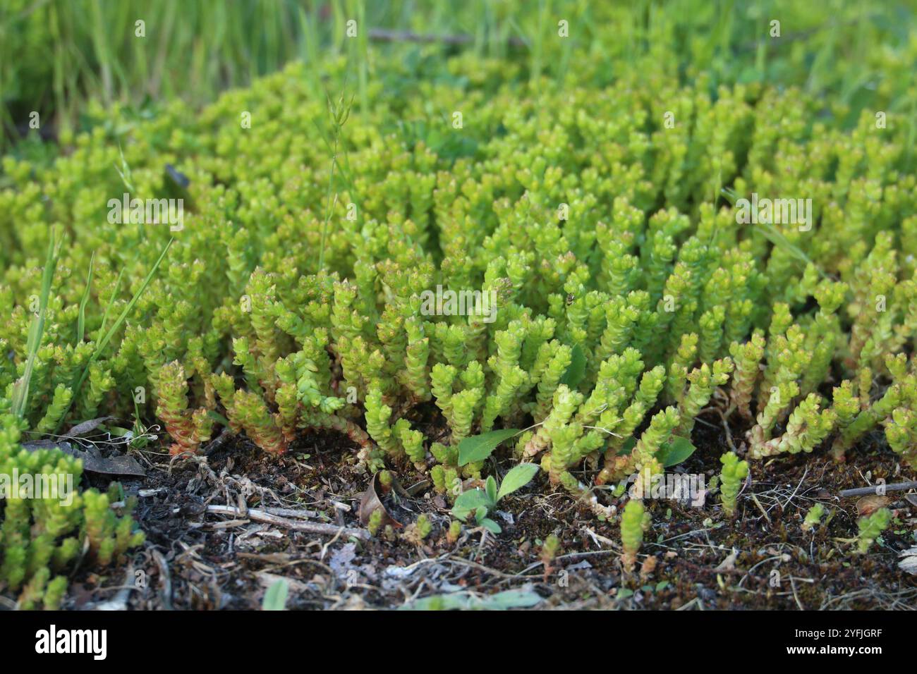 Biting Stonecrop (Sedum acre Stock Photo - Alamy