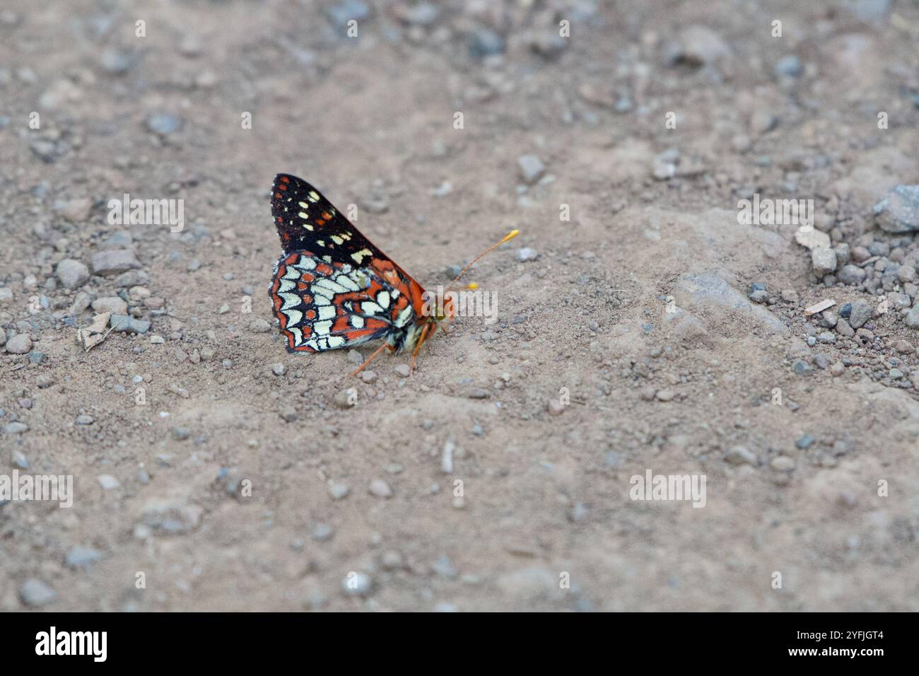 Variable Checkerspot (Euphydryas chalcedona Stock Photo - Alamy