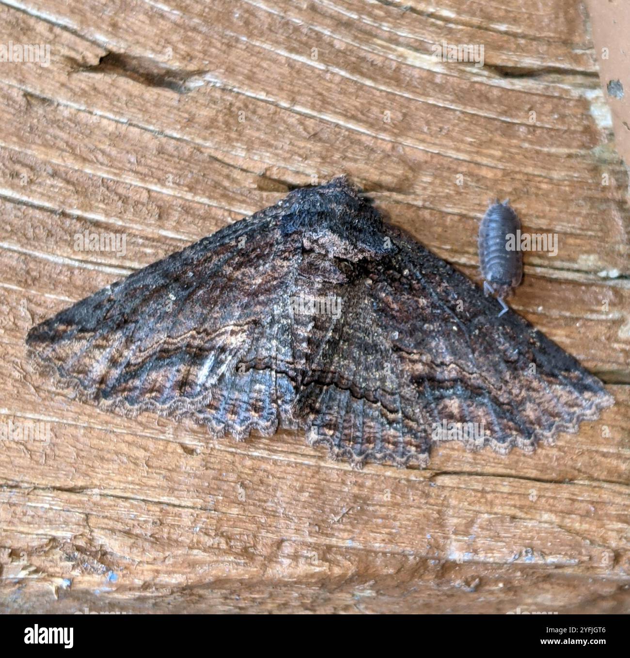 Lunate Zale Moth (Zale lunata Stock Photo - Alamy