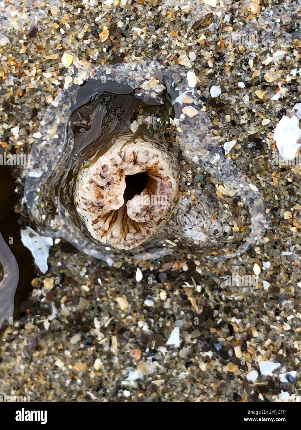 Rough piddock hi-res stock photography and images - Alamy