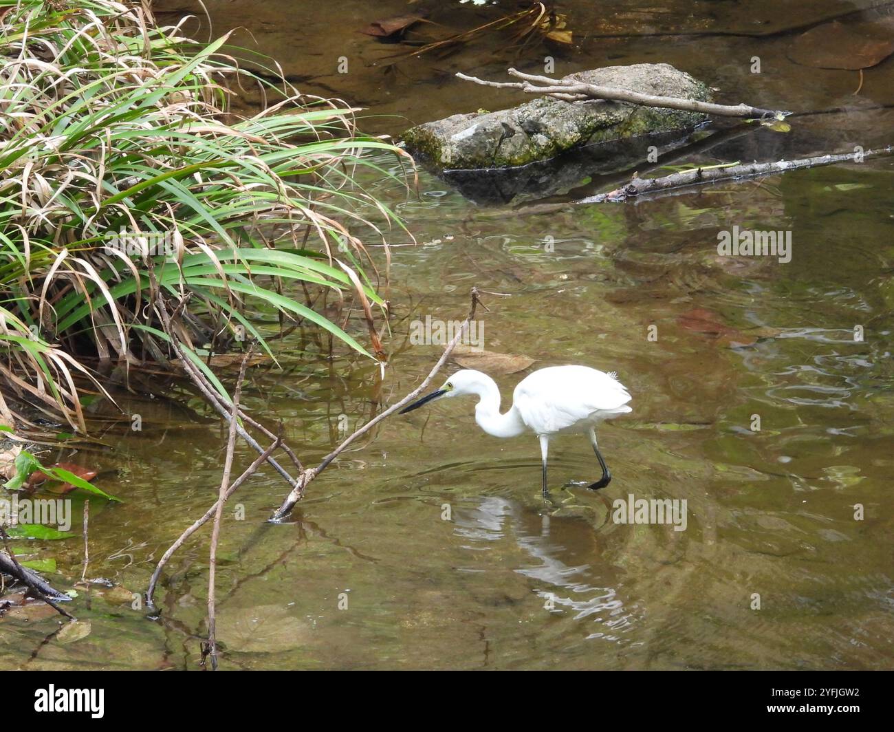 Little Egret (Egretta garzetta Stock Photo - Alamy