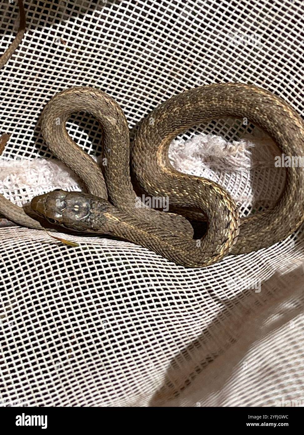Wandering Garter Snake (Thamnophis elegans vagrans Stock Photo - Alamy