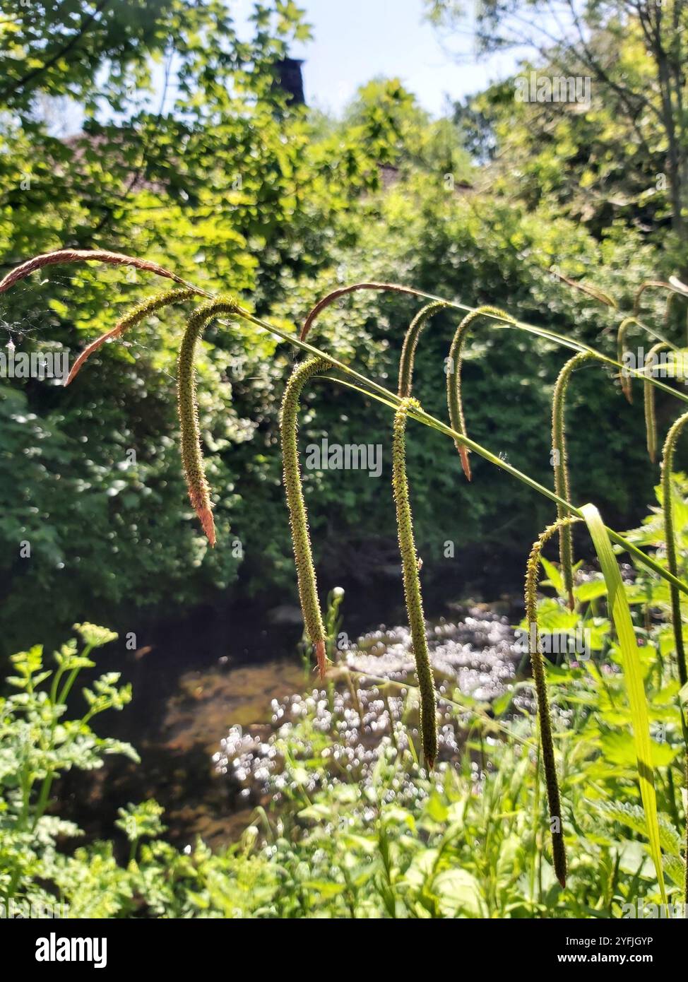 Hanging sedge (Carex pendula Stock Photo - Alamy