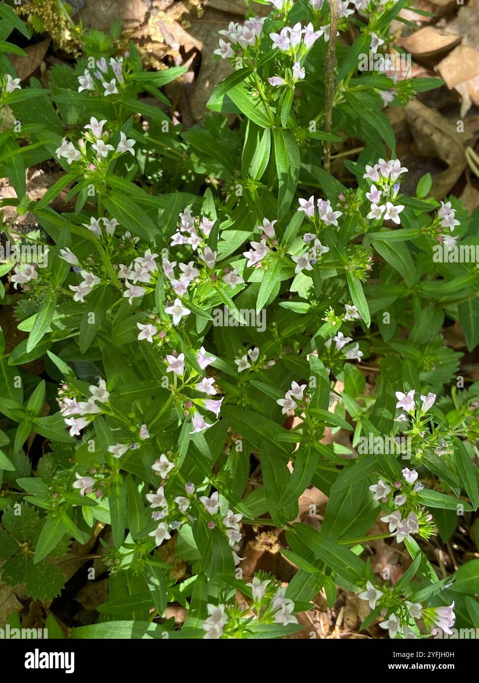 summer bluet (Houstonia purpurea Stock Photo - Alamy