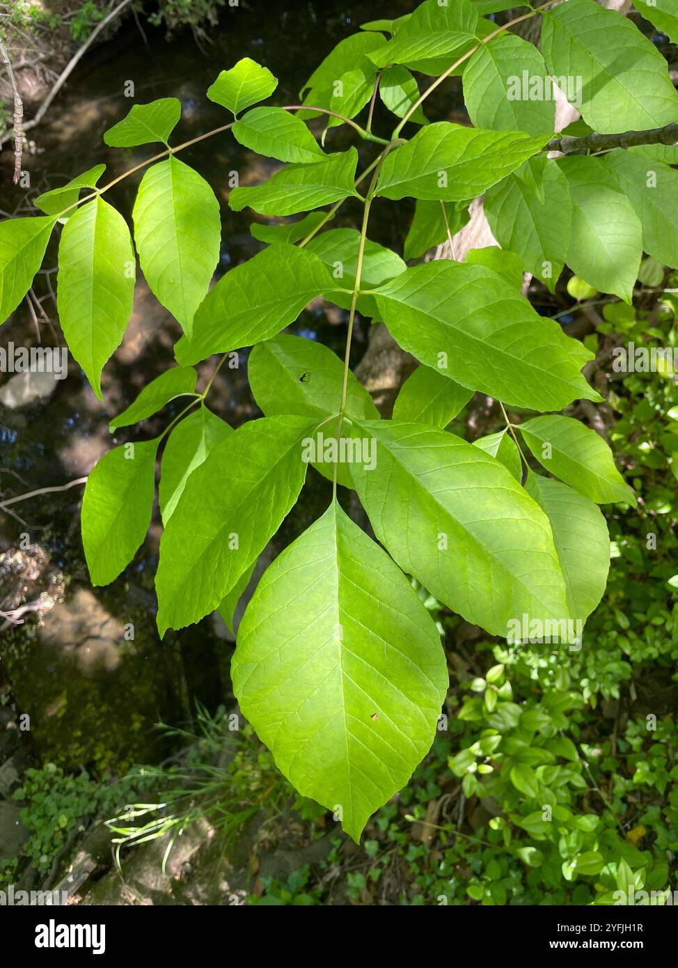 white ash (Fraxinus americana Stock Photo - Alamy