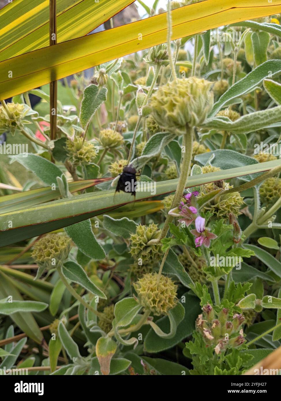 Mexican Cactus Fly (Copestylum mexicanum Stock Photo - Alamy