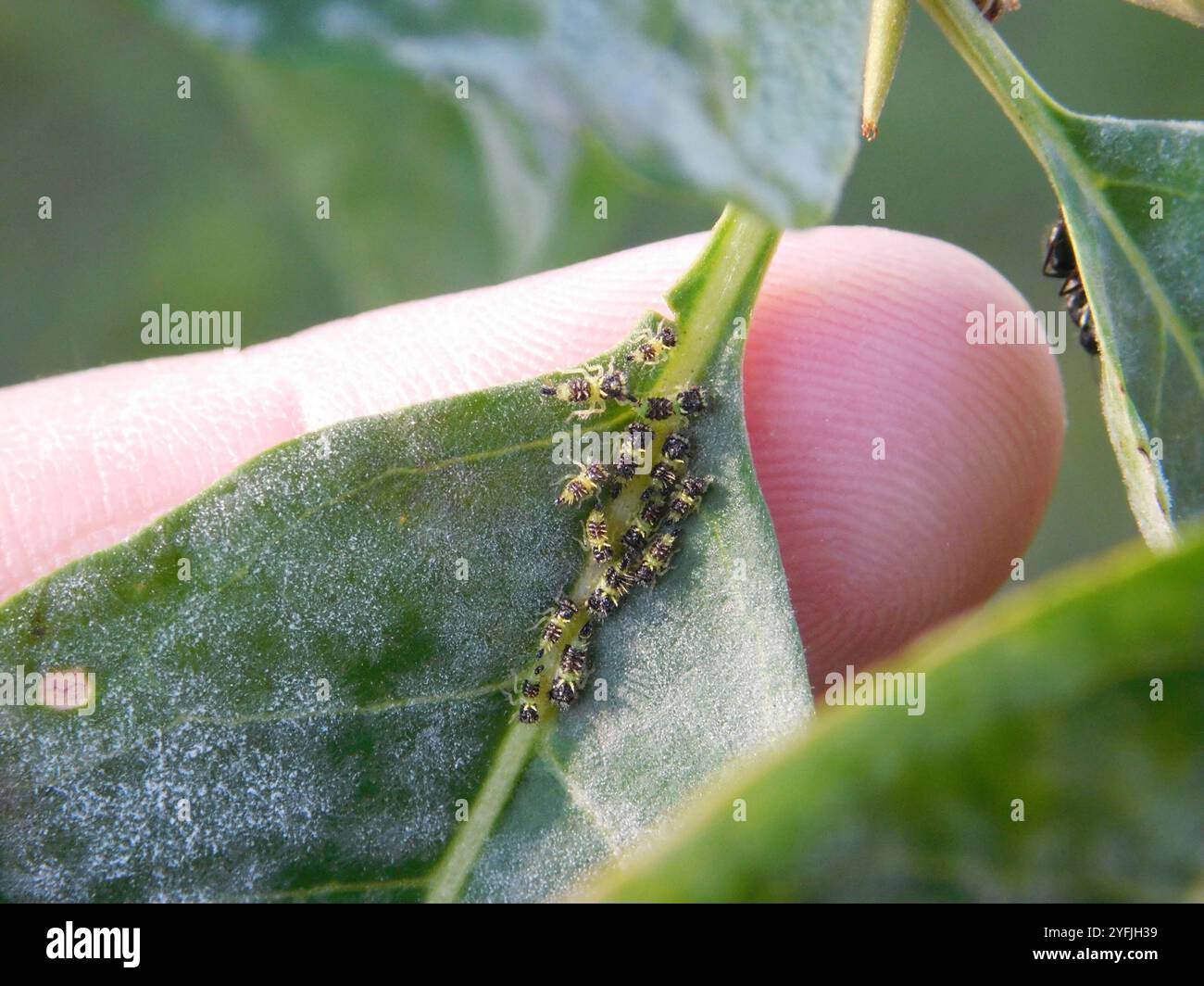 Typical Treehoppers (Membracidae Stock Photo - Alamy
