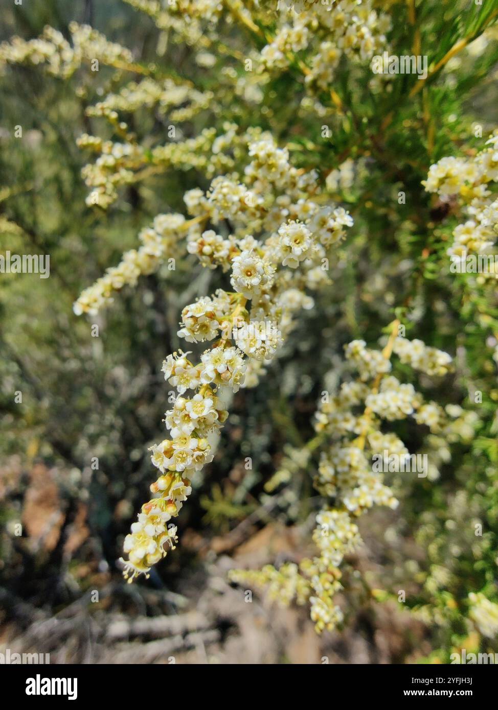 chamise (Adenostoma fasciculatum Stock Photo - Alamy