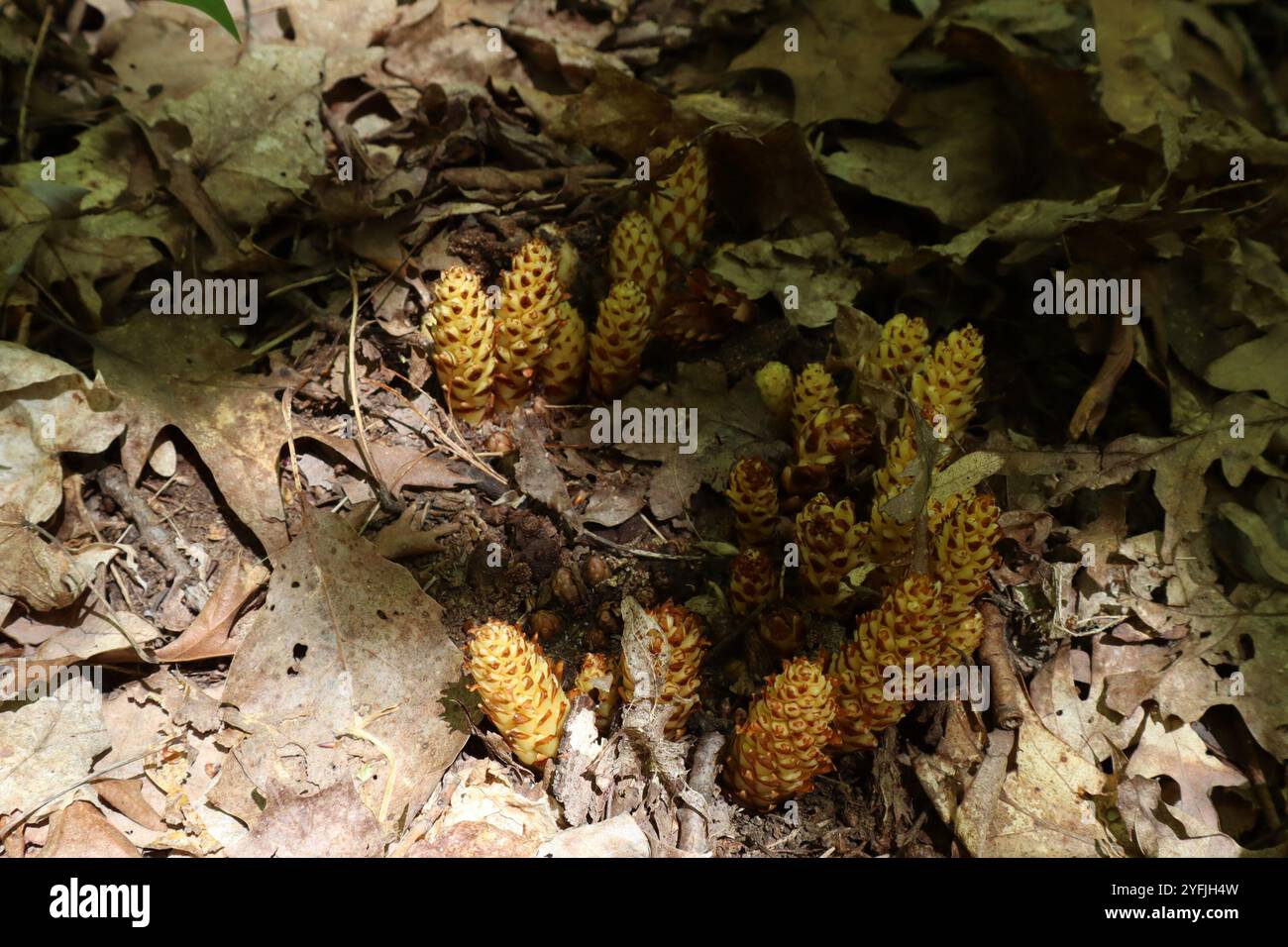 American cancer-root (Conopholis americana Stock Photo - Alamy