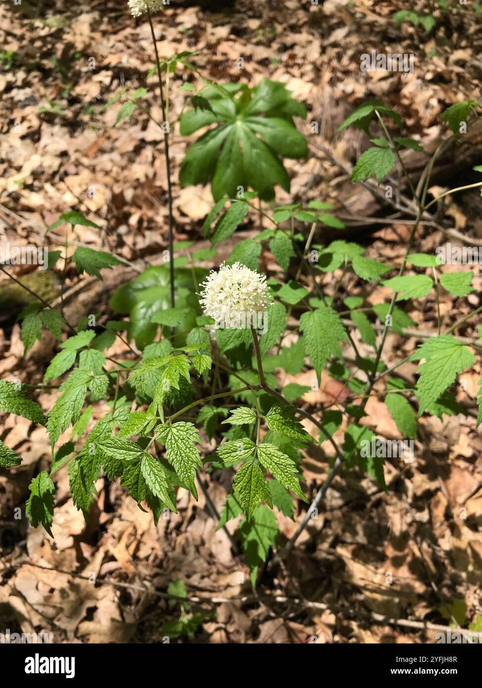 white baneberry (Actaea pachypoda Stock Photo - Alamy