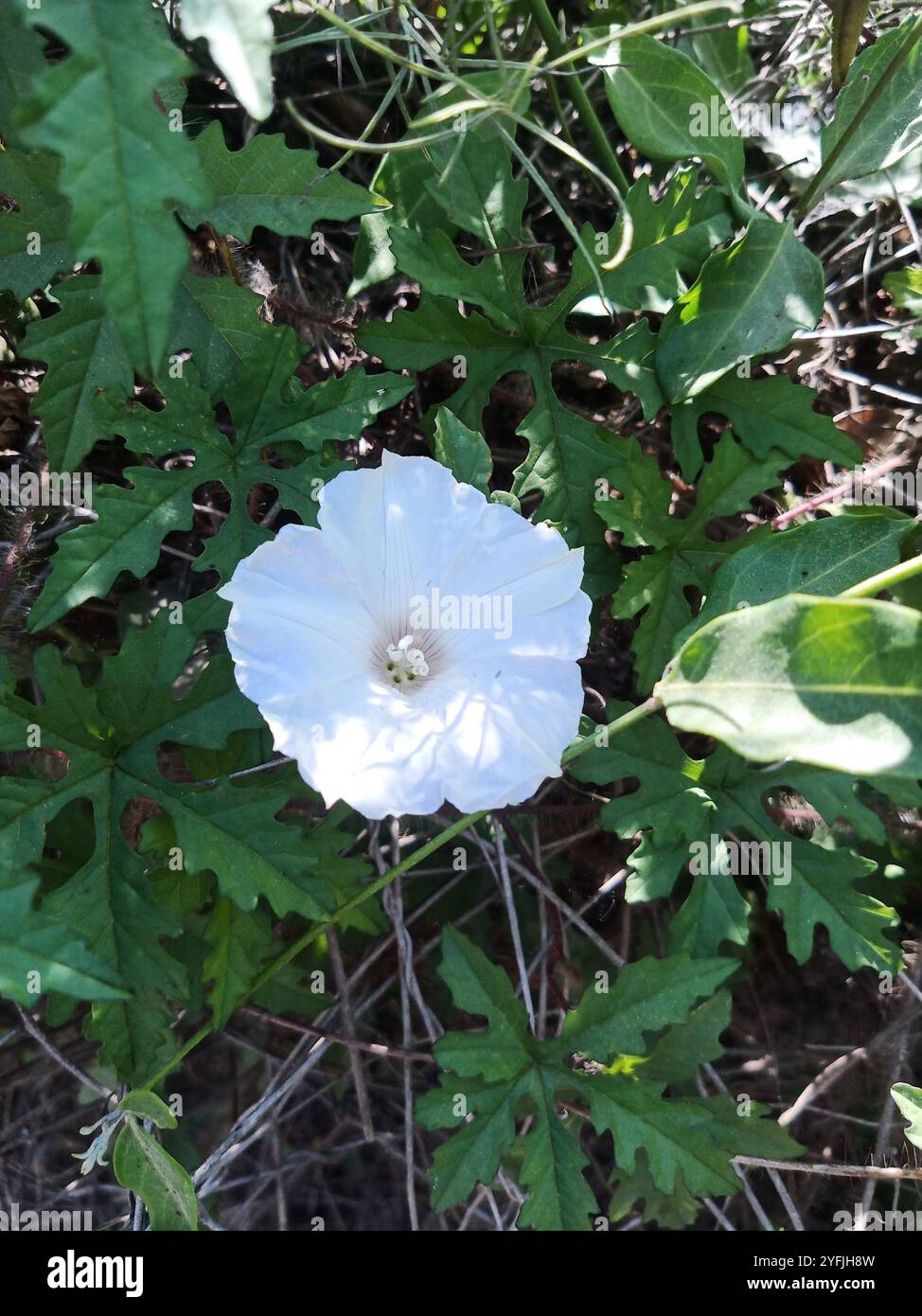 Alamo vine (Distimake dissectus Stock Photo - Alamy