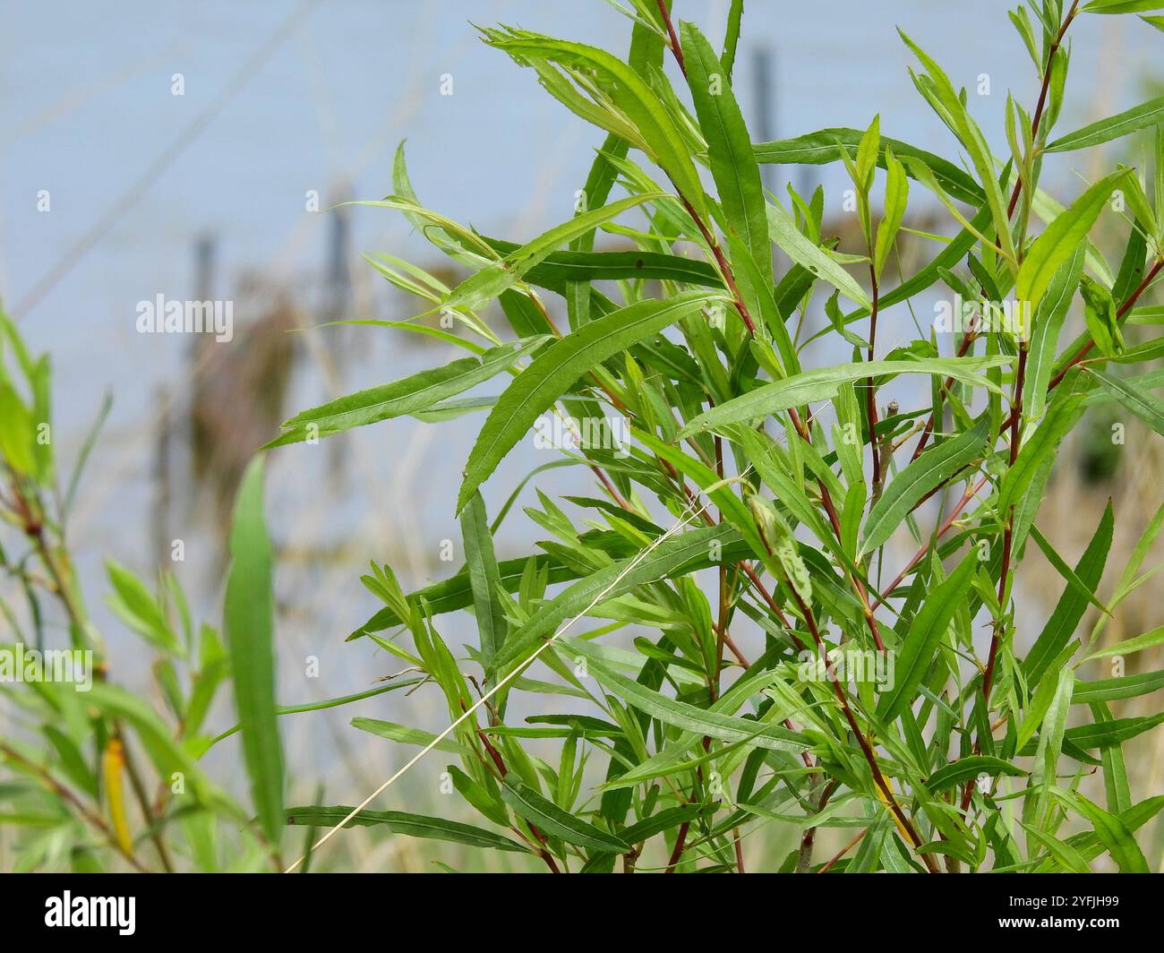 interior sandbar willow (Salix interior Stock Photo - Alamy