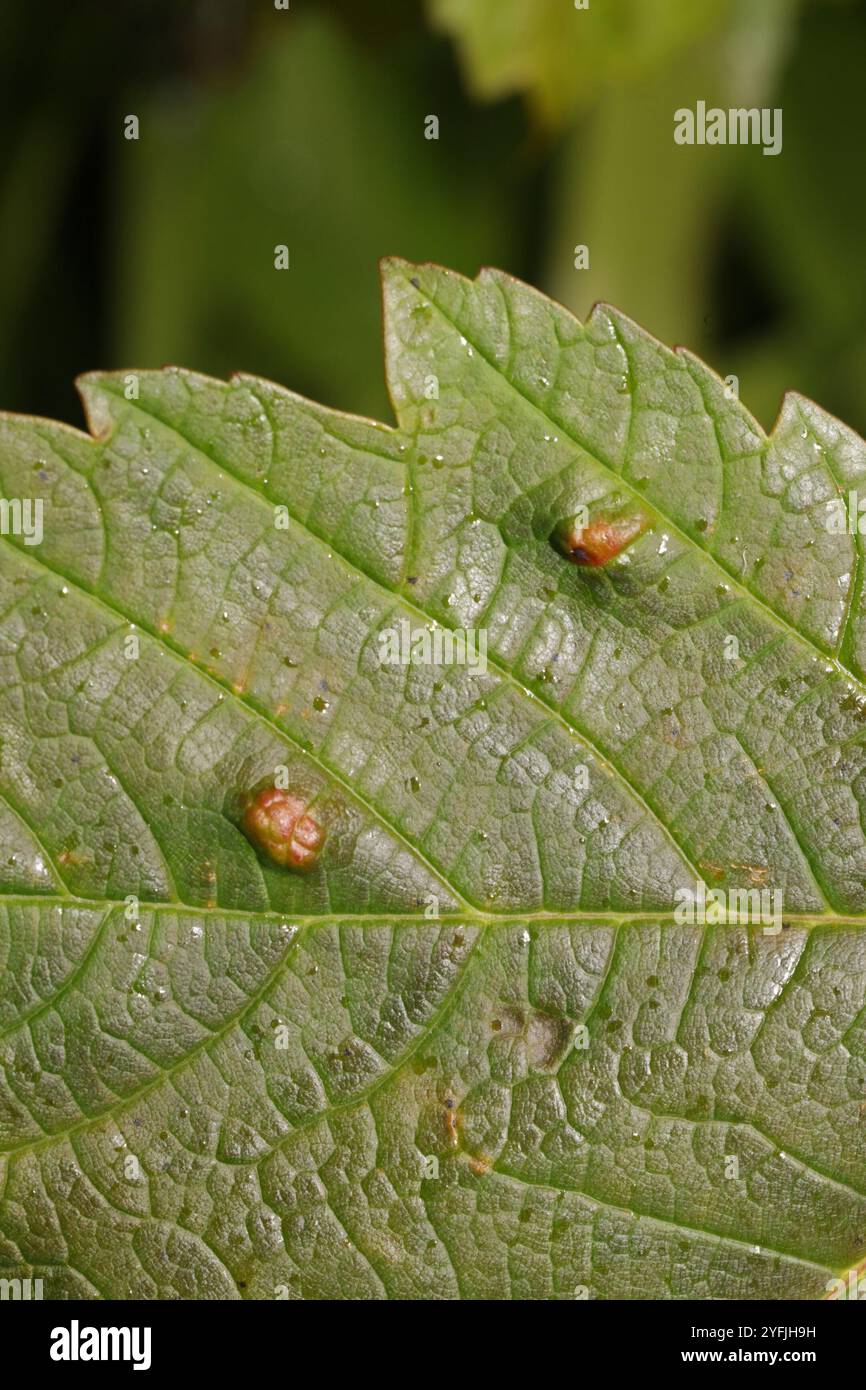 Sycamore Felt Gall Mite (Aceria pseudoplatani Stock Photo - Alamy