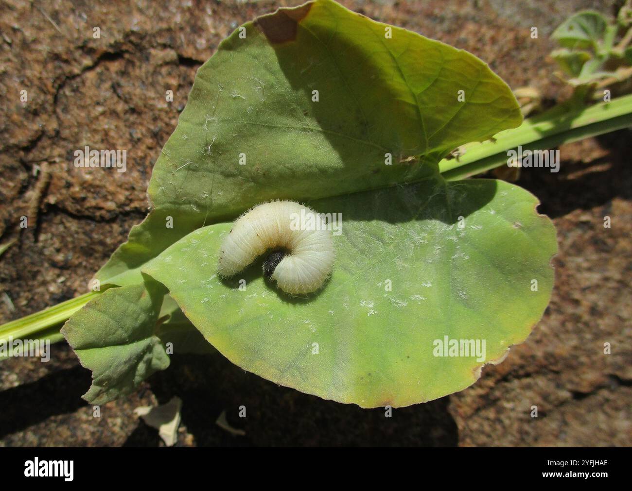 Spread-wing Skippers (Pyrginae Stock Photo - Alamy