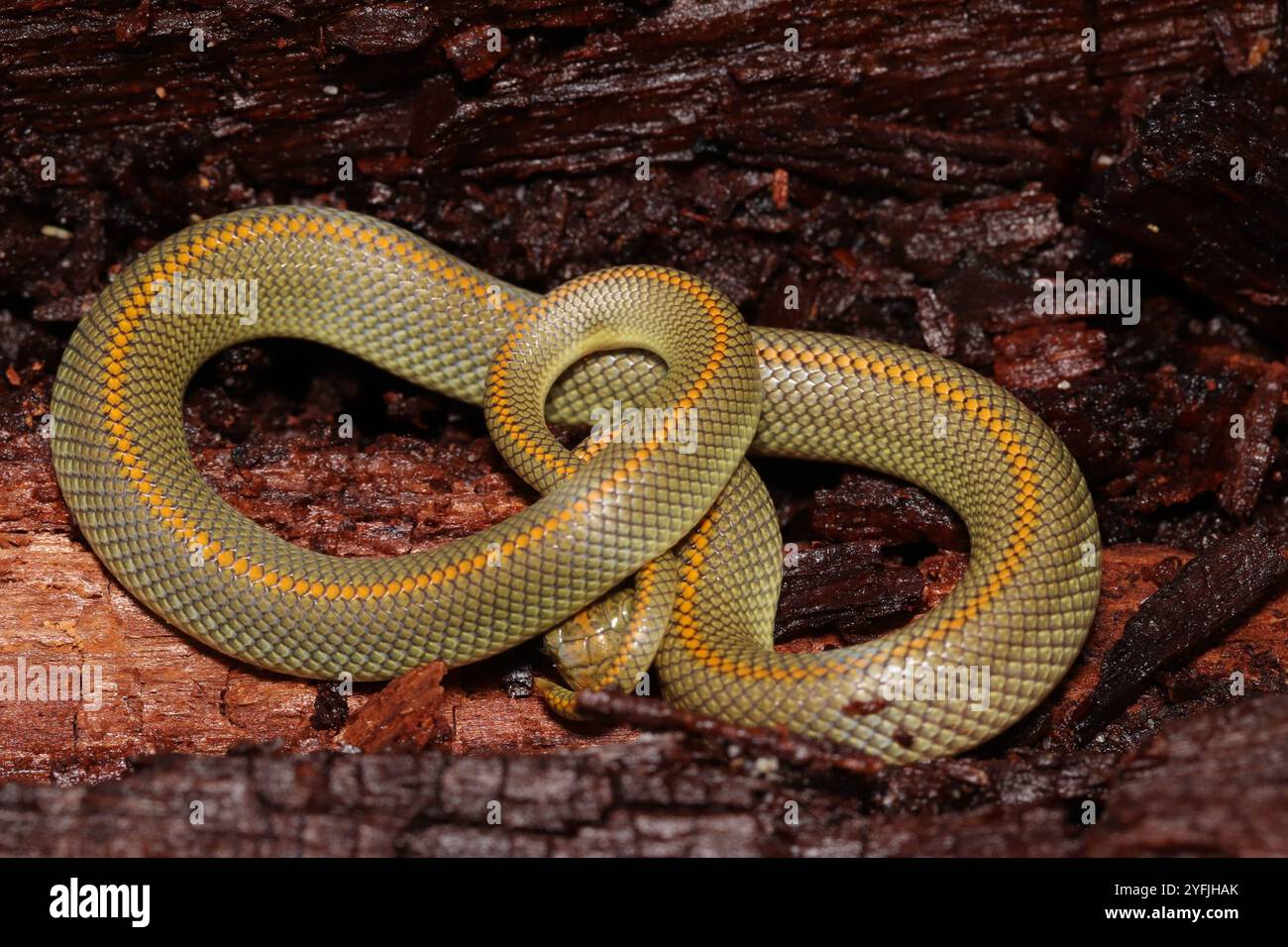 Aurora house snake hi-res stock photography and images - Alamy