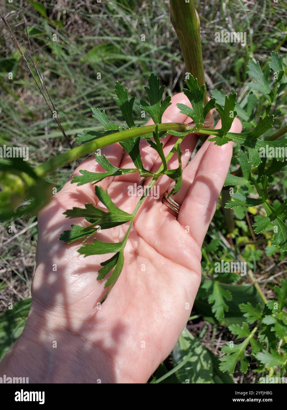 Texas Prairie Parsley (Polytaenia texana Stock Photo - Alamy