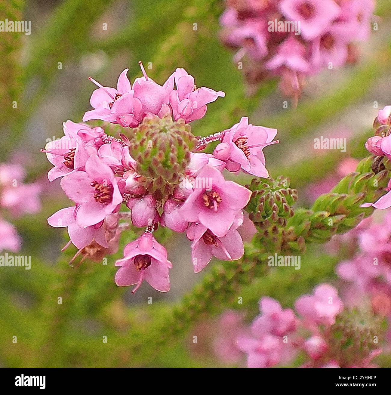 Graffiti Heath (Erica seriphiifolia Stock Photo - Alamy