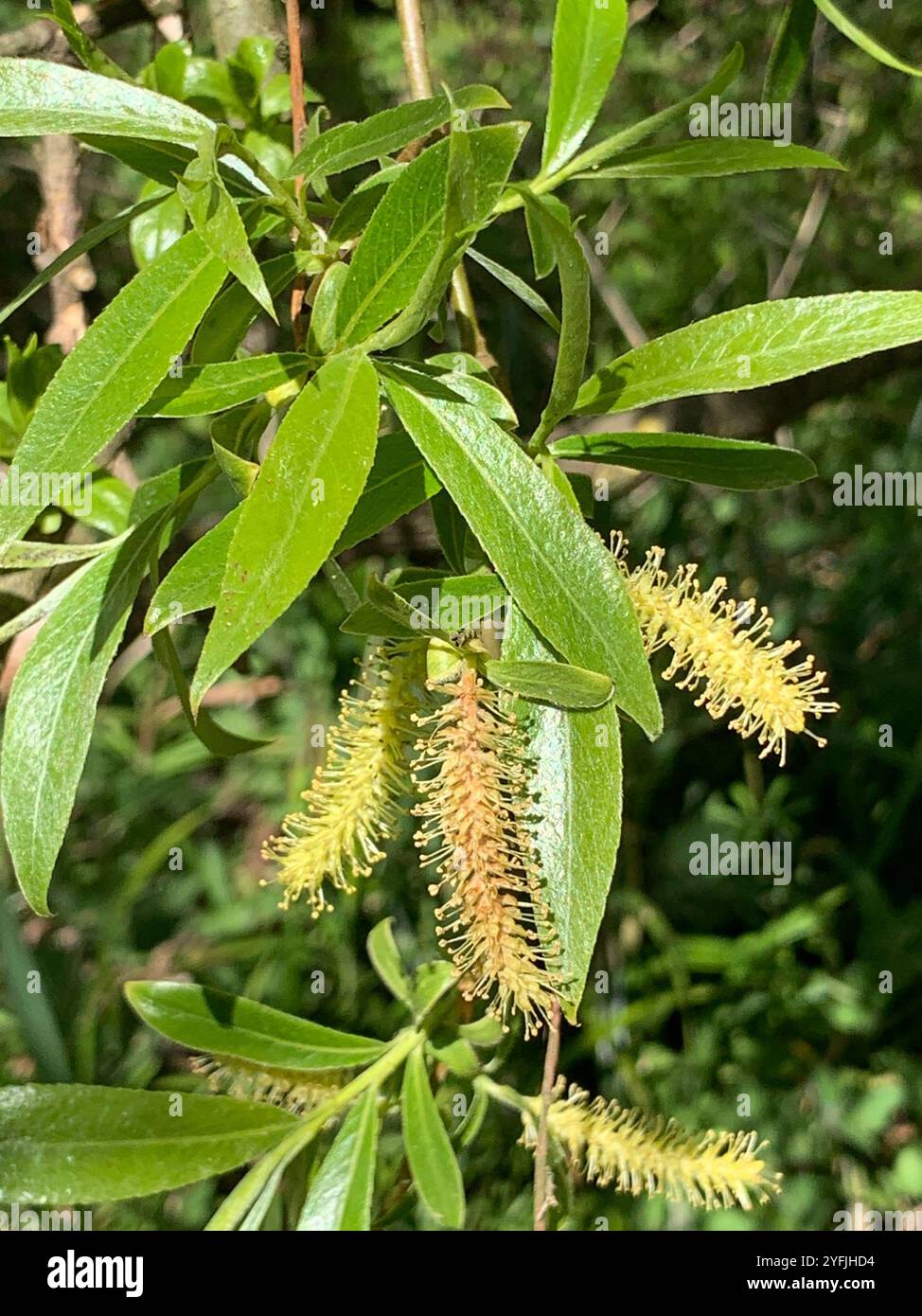 hybrid crack willow (Salix × fragilis Stock Photo - Alamy