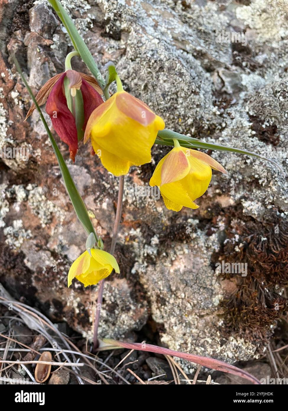 Mount Diablo fairy-lantern (Calochortus pulchellus Stock Photo - Alamy