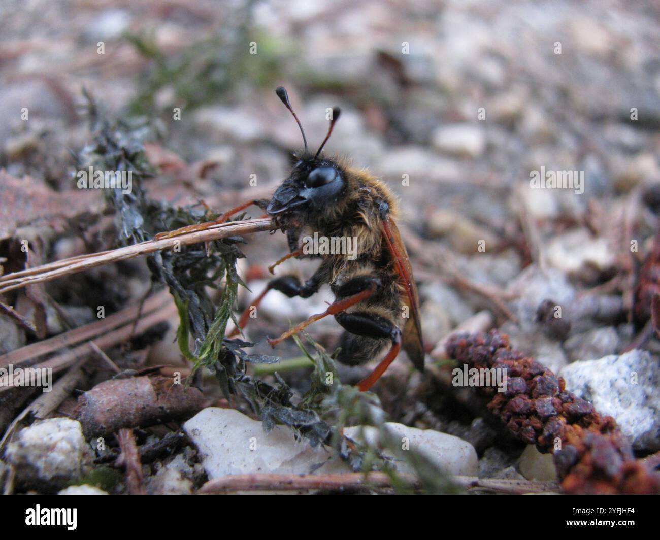 Trichiosoma hi-res stock photography and images - Alamy