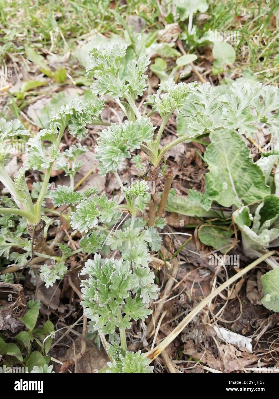 absinthe wormwood (Artemisia absinthium Stock Photo - Alamy