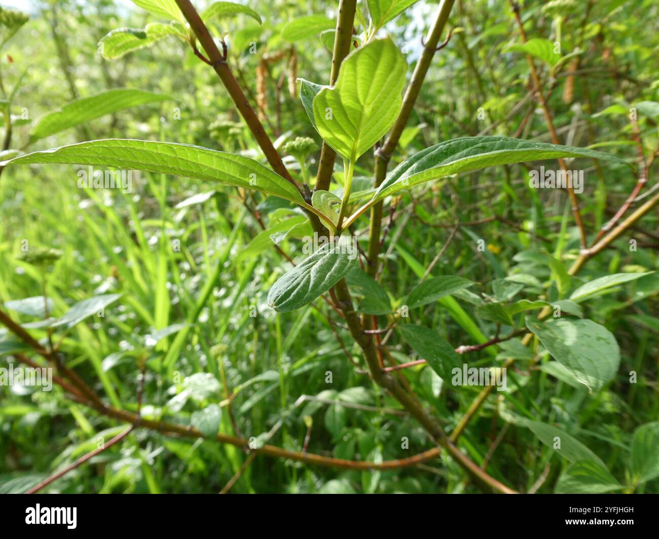 red osier dogwood (Cornus sericea Stock Photo - Alamy