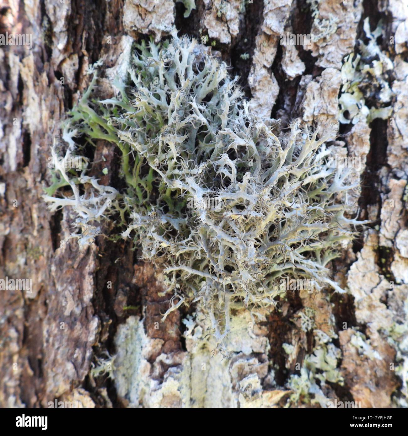 Great Ciliated Lichen (Anaptychia ciliaris Stock Photo - Alamy